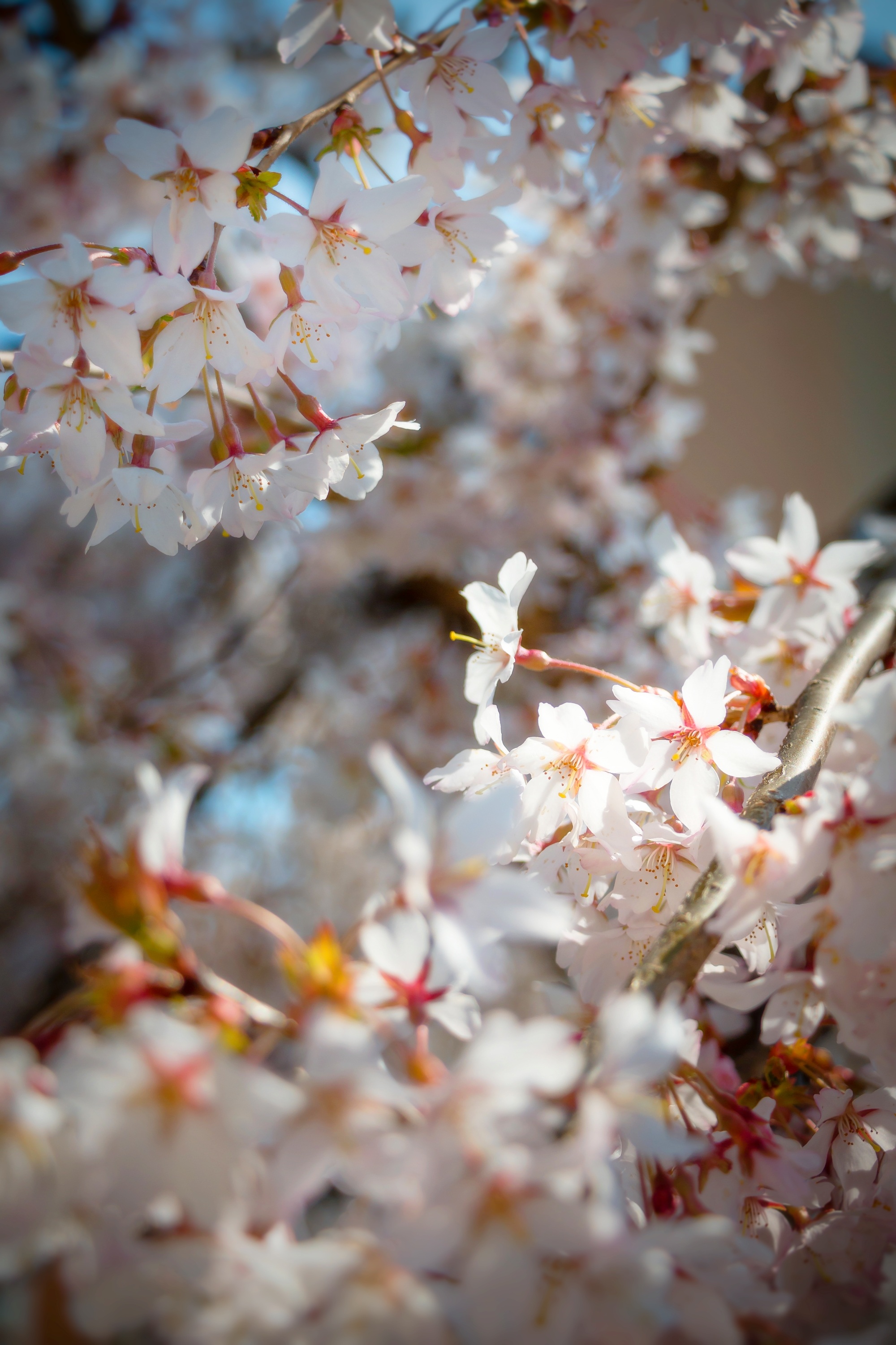 Spring Flowers Flowering free image download