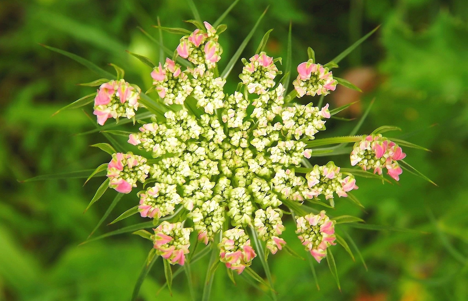 Flower Minor Flowers Small free image download