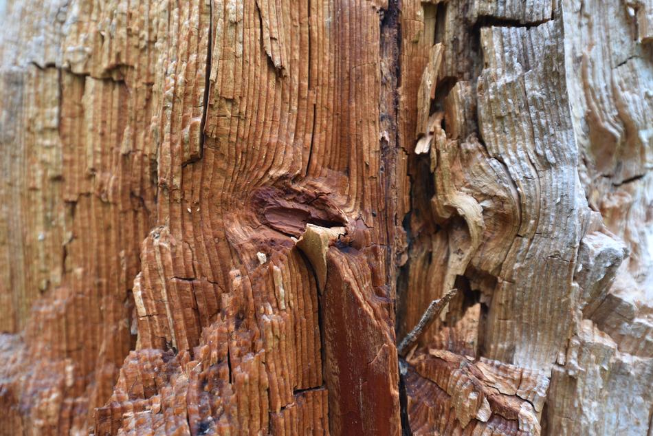 Wood Tree Structure free image download