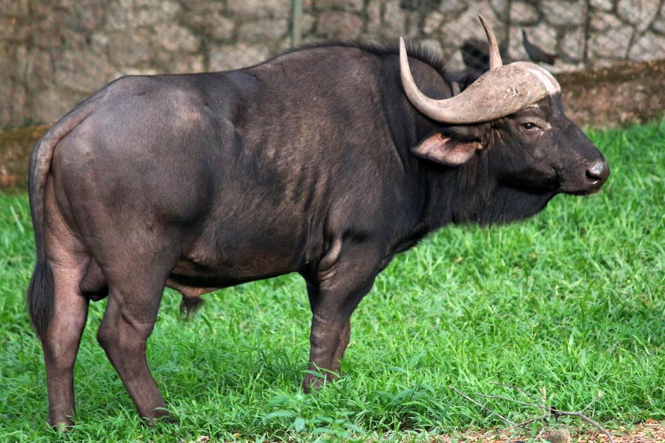 Domestic big bull free image download