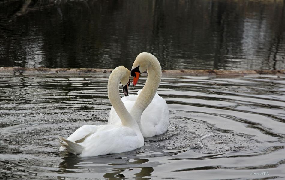 Spring Swans Nature Mute free image download