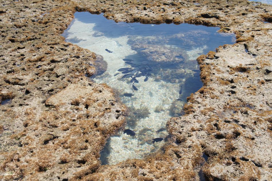Brazil Map Coral Reef free image download