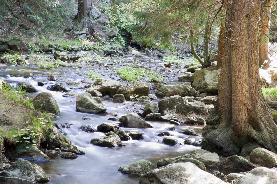 River Water Forest free image download