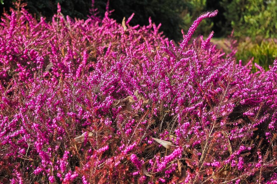 ,nature ,flowers ,landscape ,retama ,purple ,plant free image download