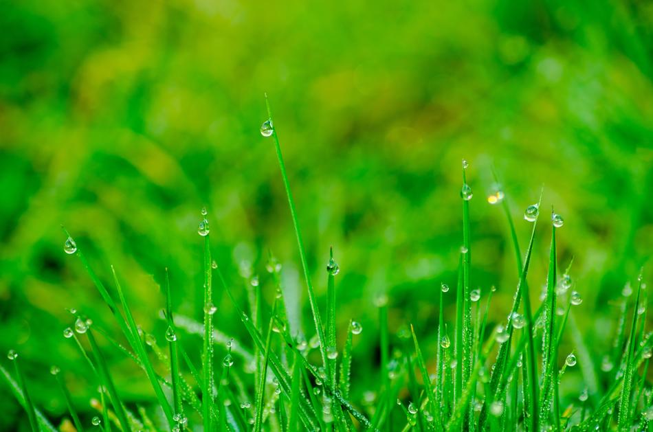 Grass Rush Meadow free image download