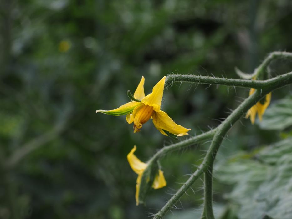 Tomato Flower Blossom Bloom free image download