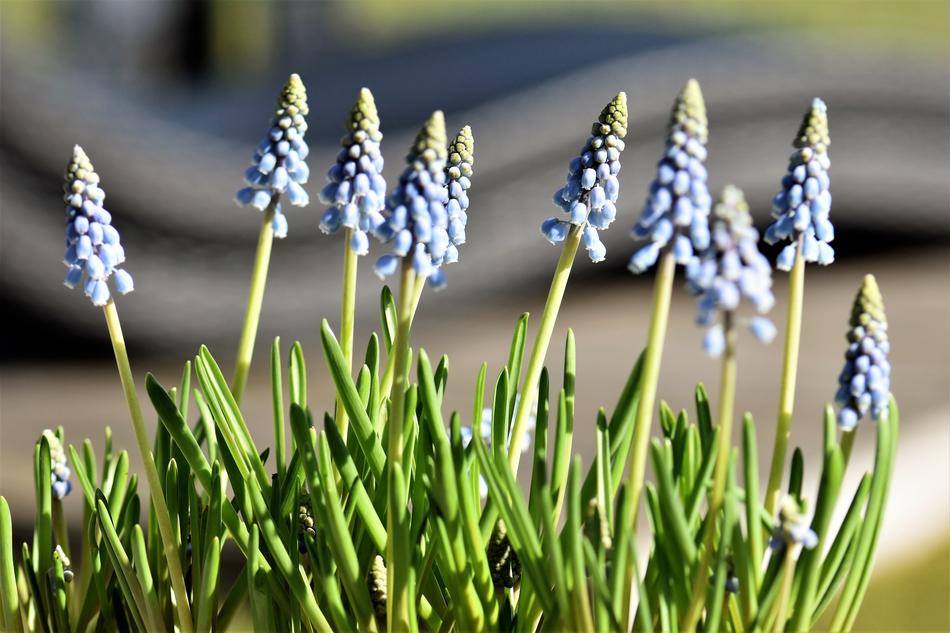 Flower Spring Hyacinth free image download