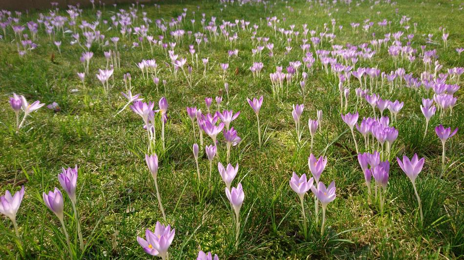 Flowers Spring Grass free image download