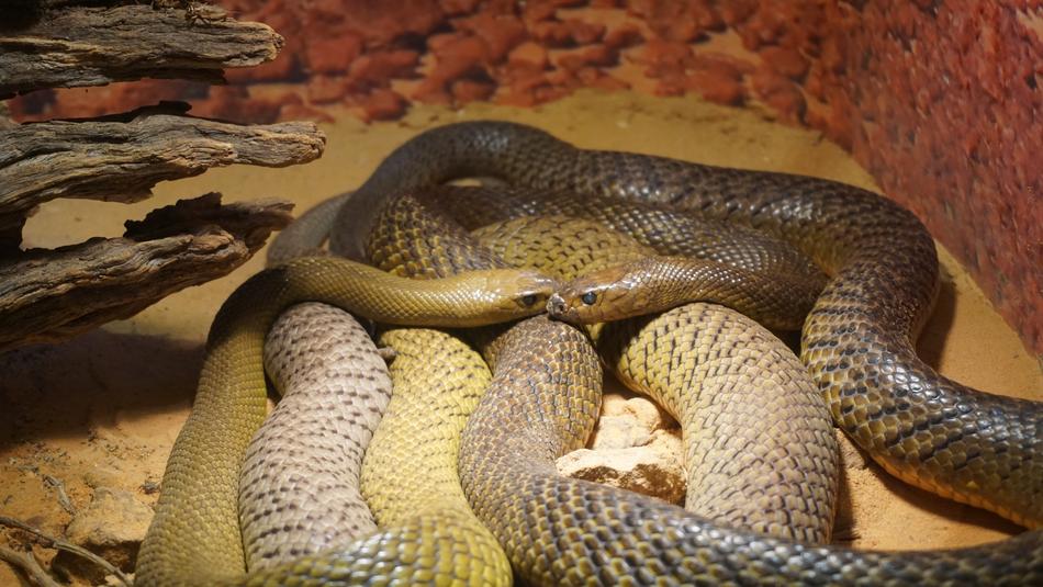 Snakes Two Together free image download