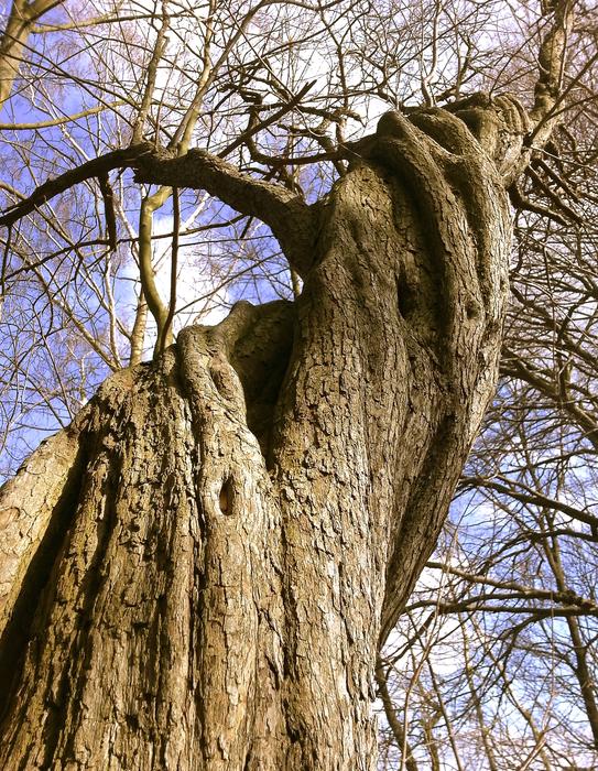 Big tree in the forest free image download
