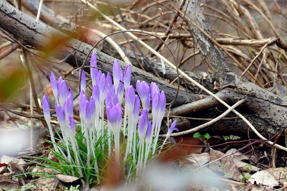 Spring Early Bloomer Crocus free image download