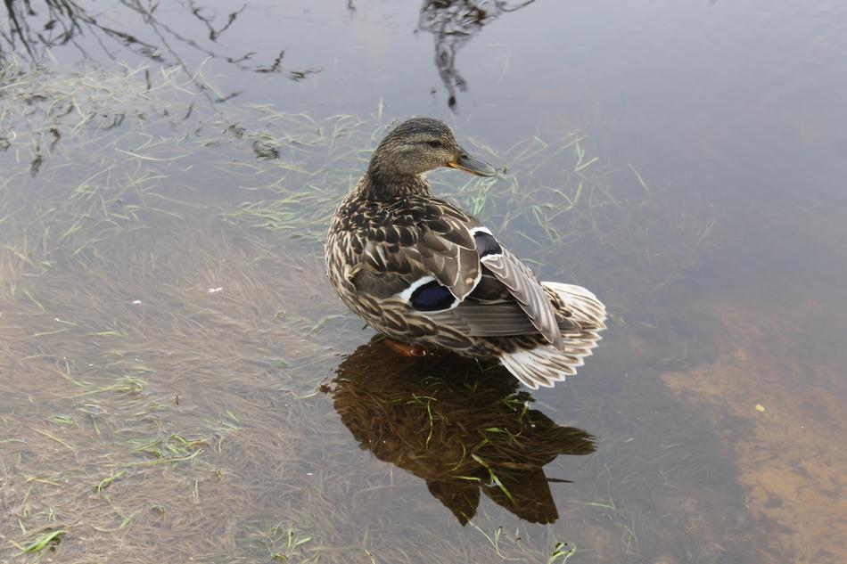 Duck Water Environment free image download