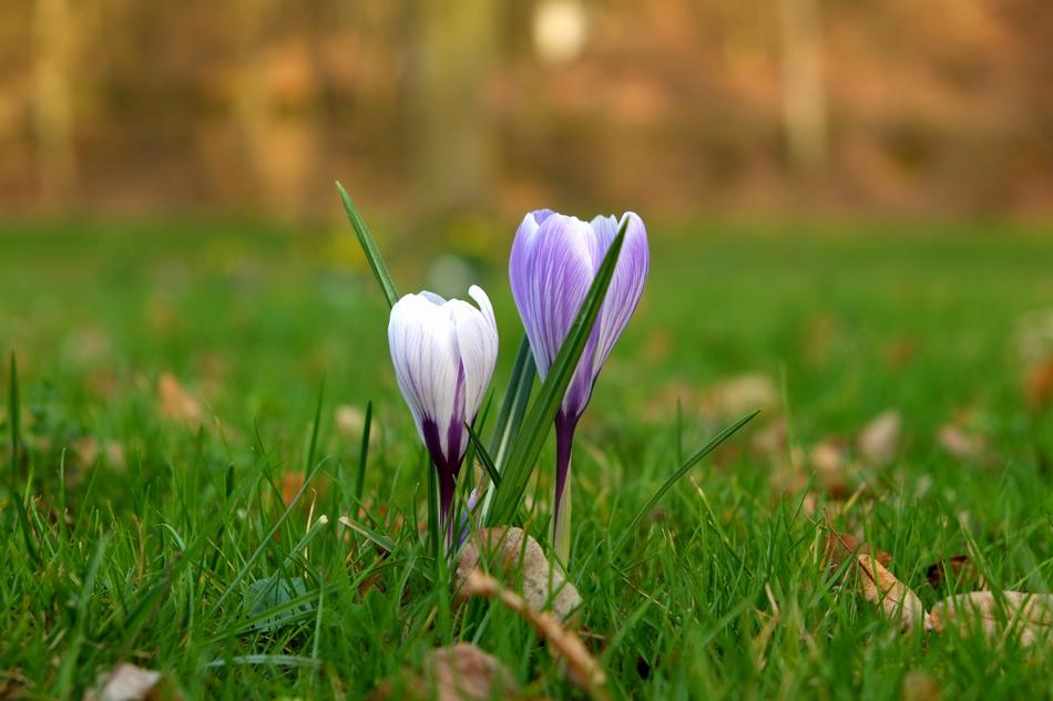 Crocus Flower Spring free image download