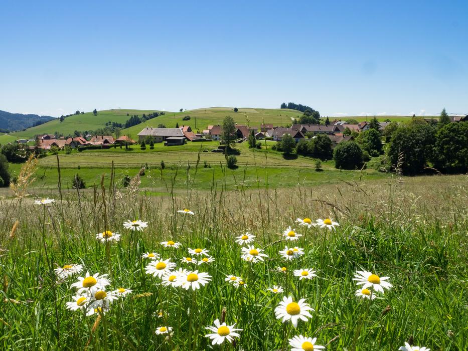 Germany Black Forest Landscape free image download