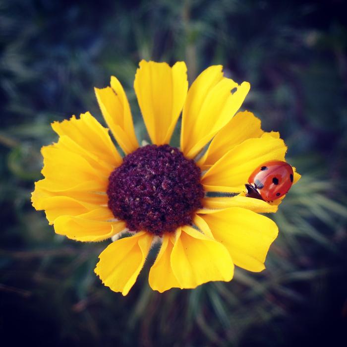 Yellow flower with an insect free image download