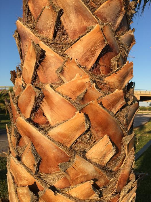 Trunk Brown Tree free image download