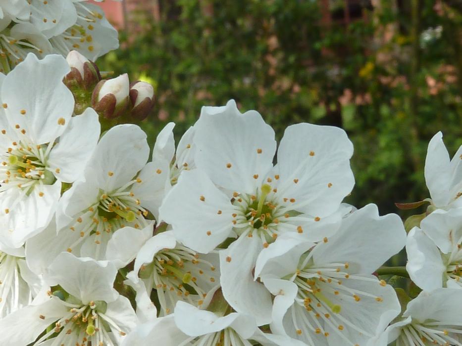 White blooming flowers in the garden free image download