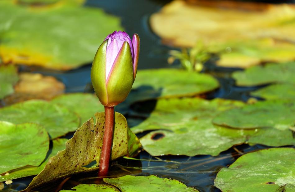Water Lily Bud Aquatic Plant Pond free image download