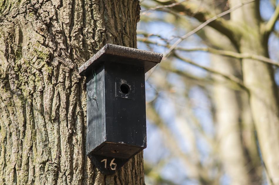 Nest Box Birdhouse on tree in Forest free image download