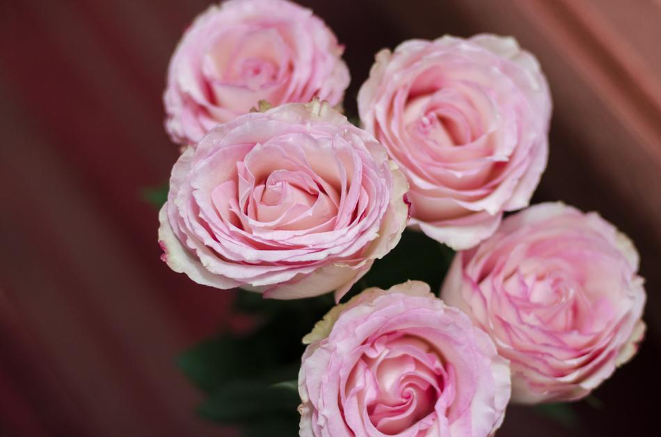 Tender Roses Pink Flowers free image download
