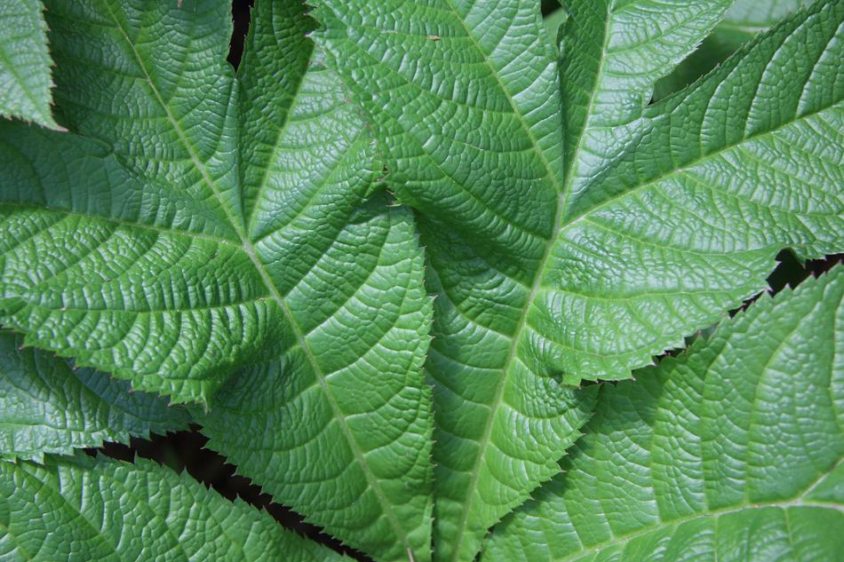 Green botanical leaf free image download