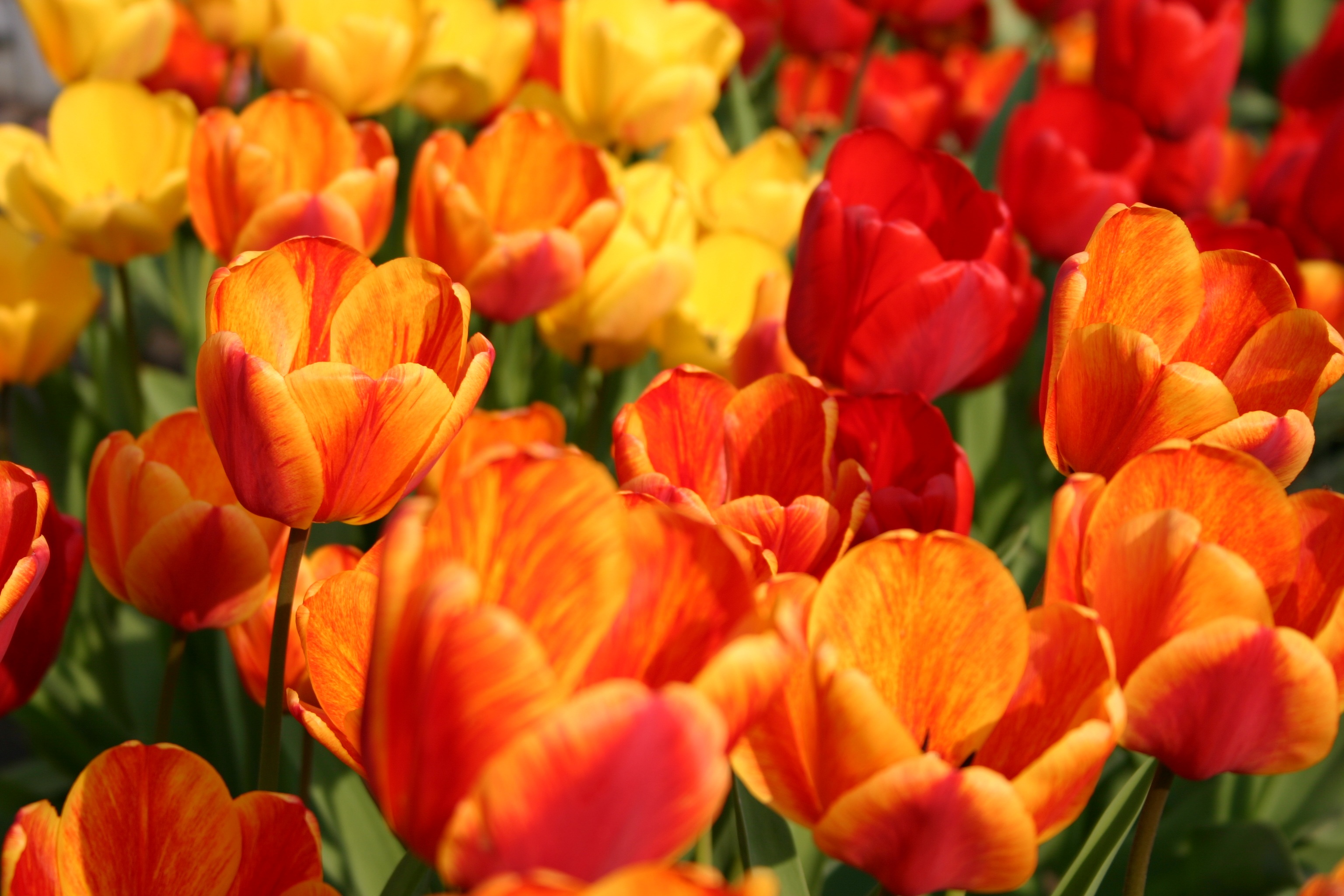 Flower Tulip Spring free image download