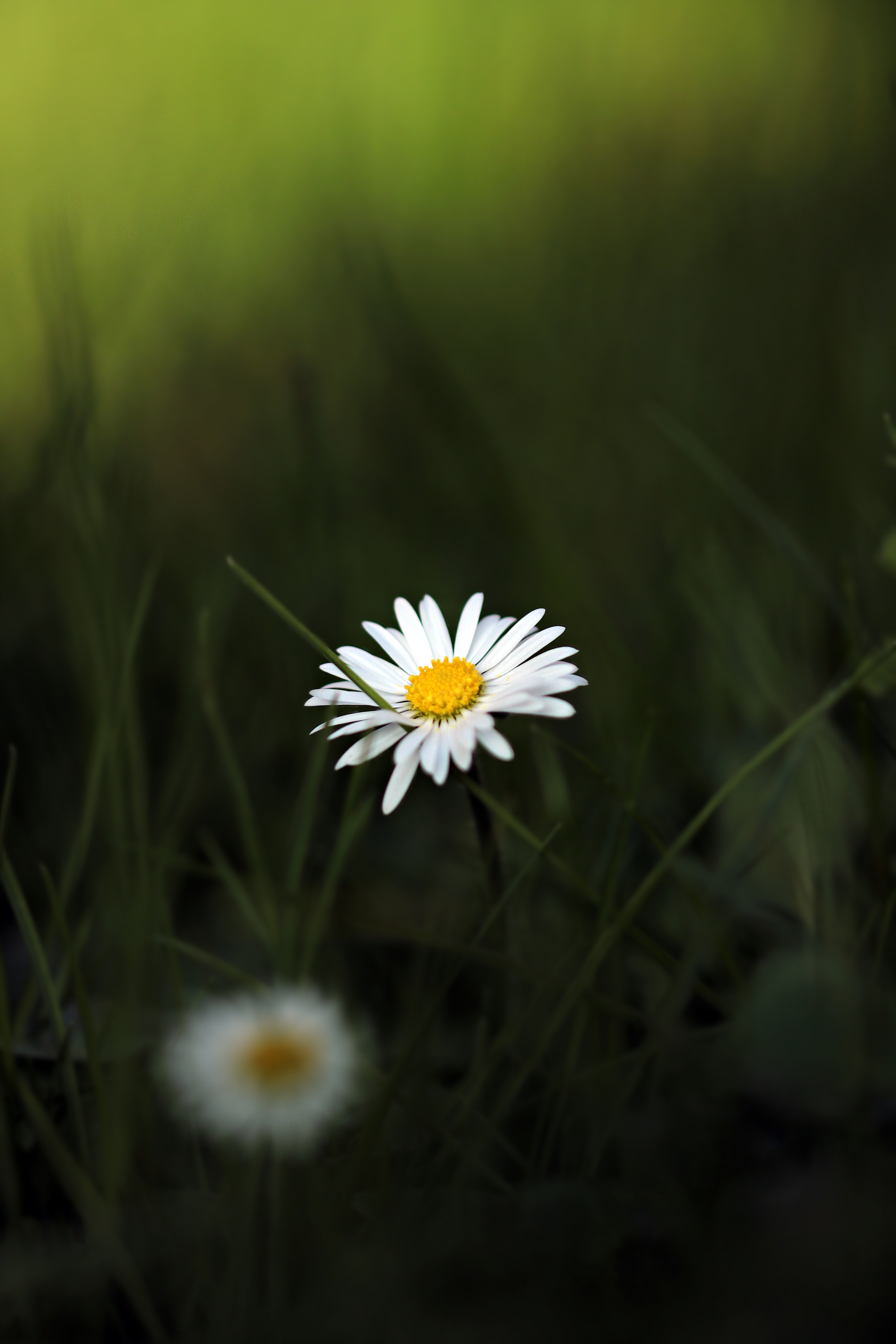 Daisy Pointed Flower free image download