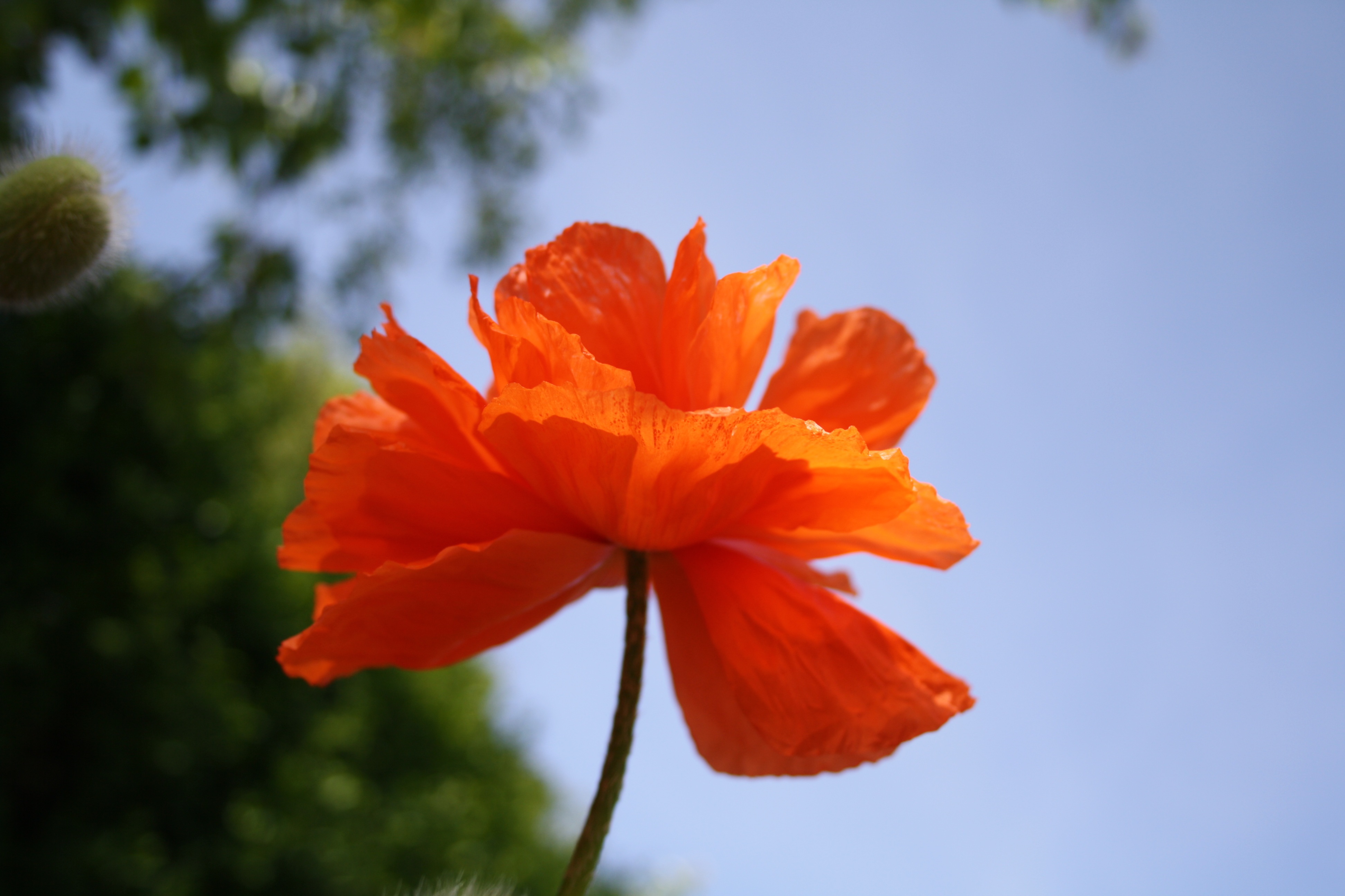 Flower Poppy free image download