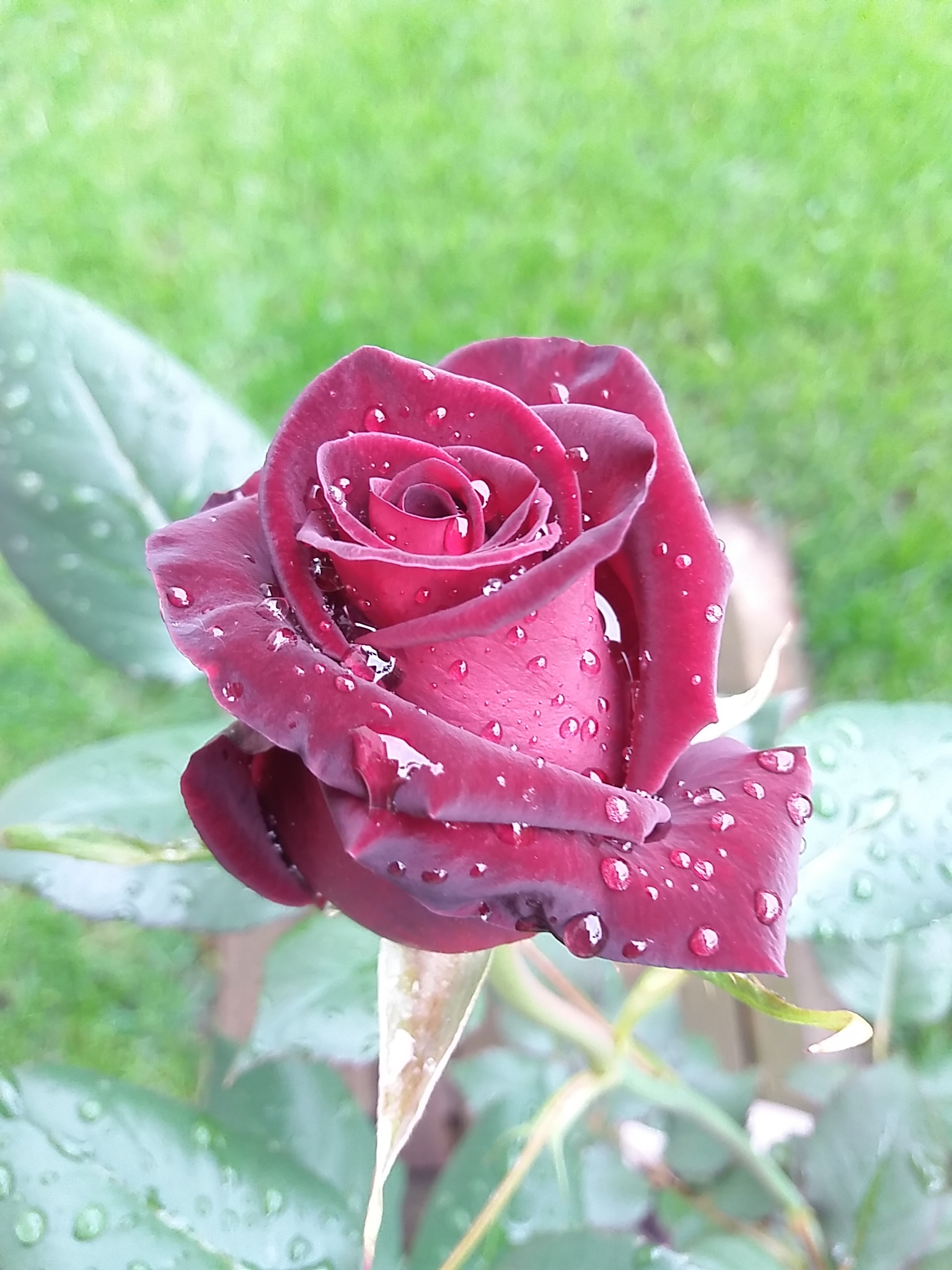 Spring Rosa free image download