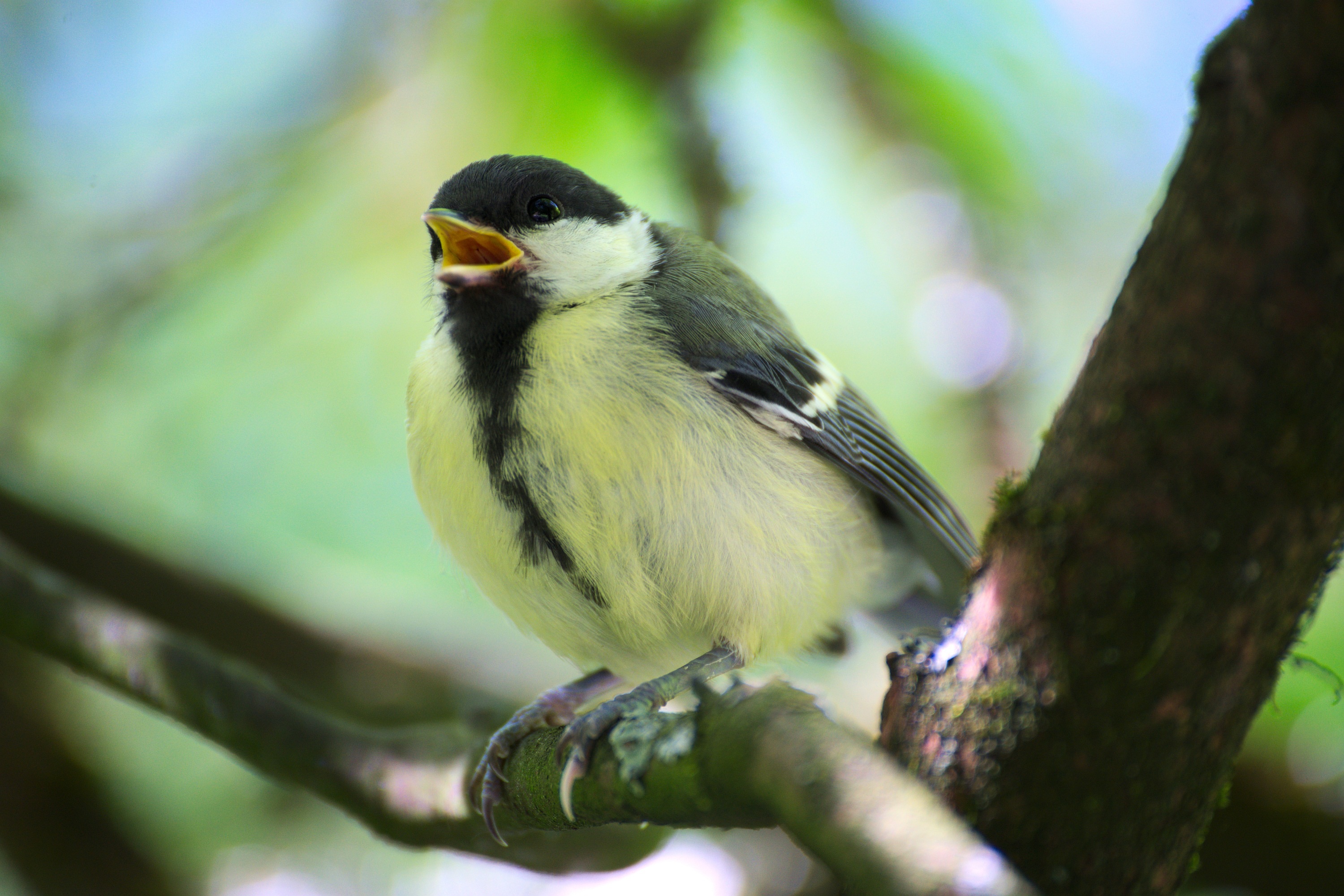 Tit Bird Garden Close free image download