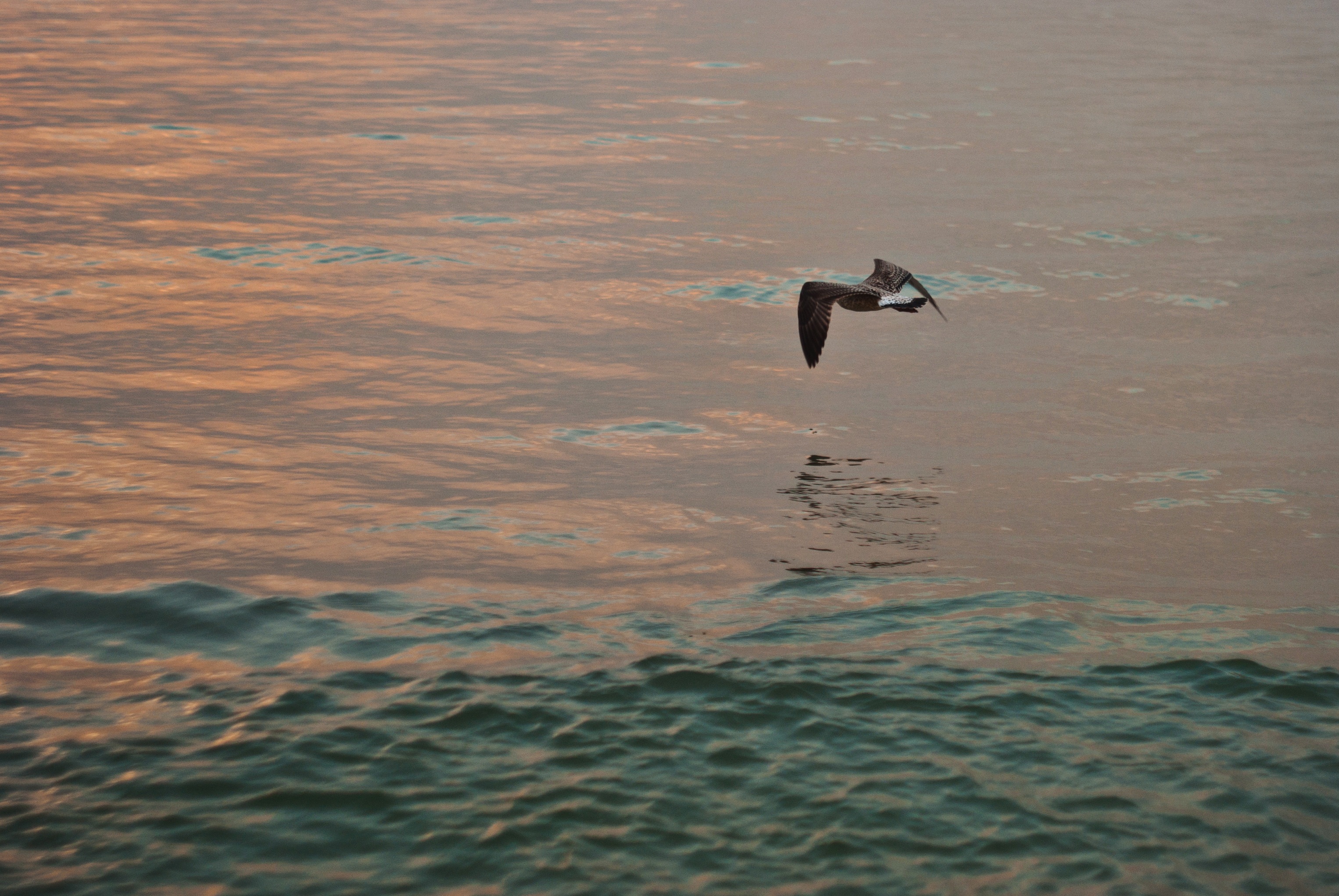 Seagull Sea Sunset free image download