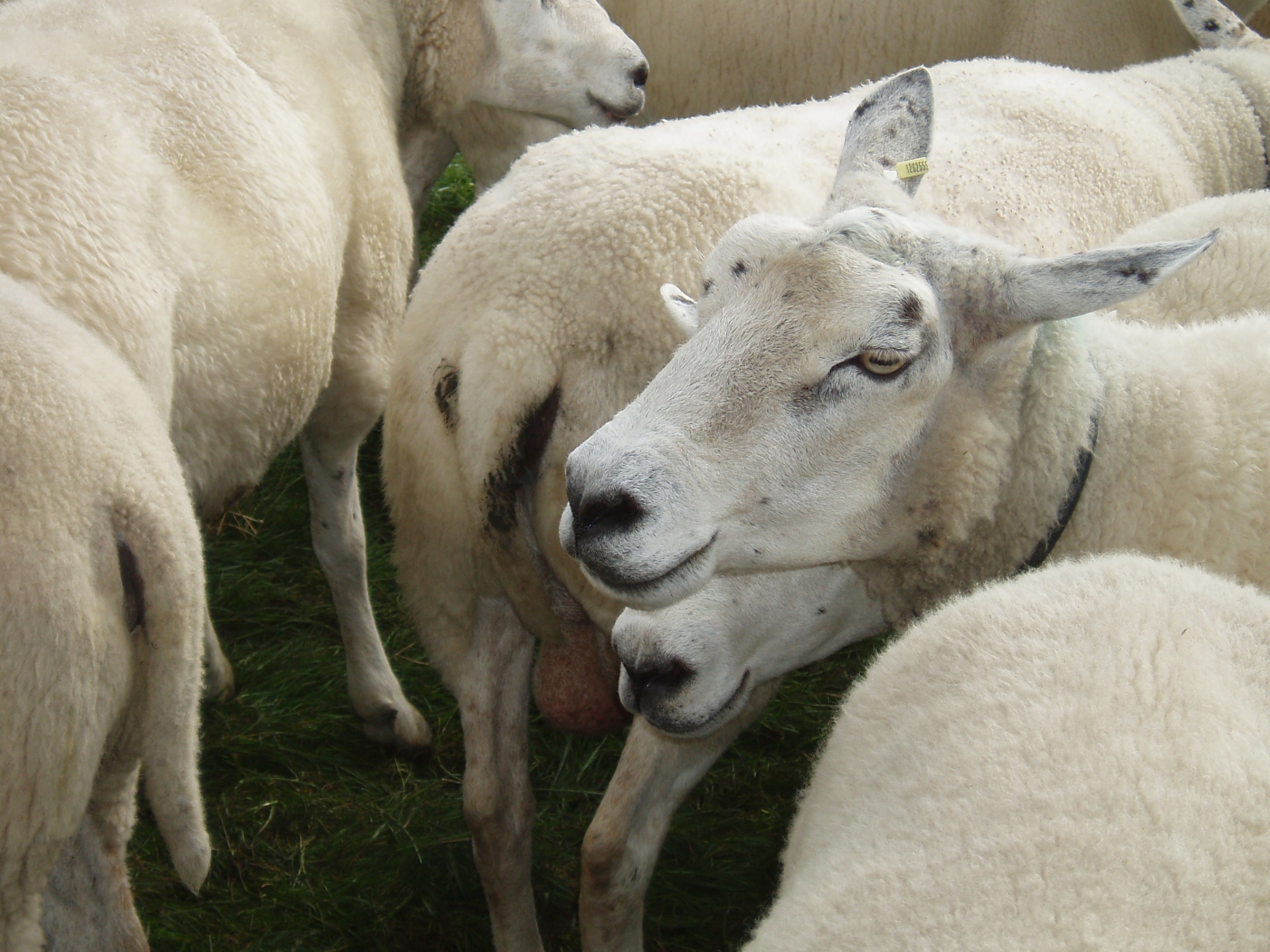 Flock Of Sheep Animals free image download