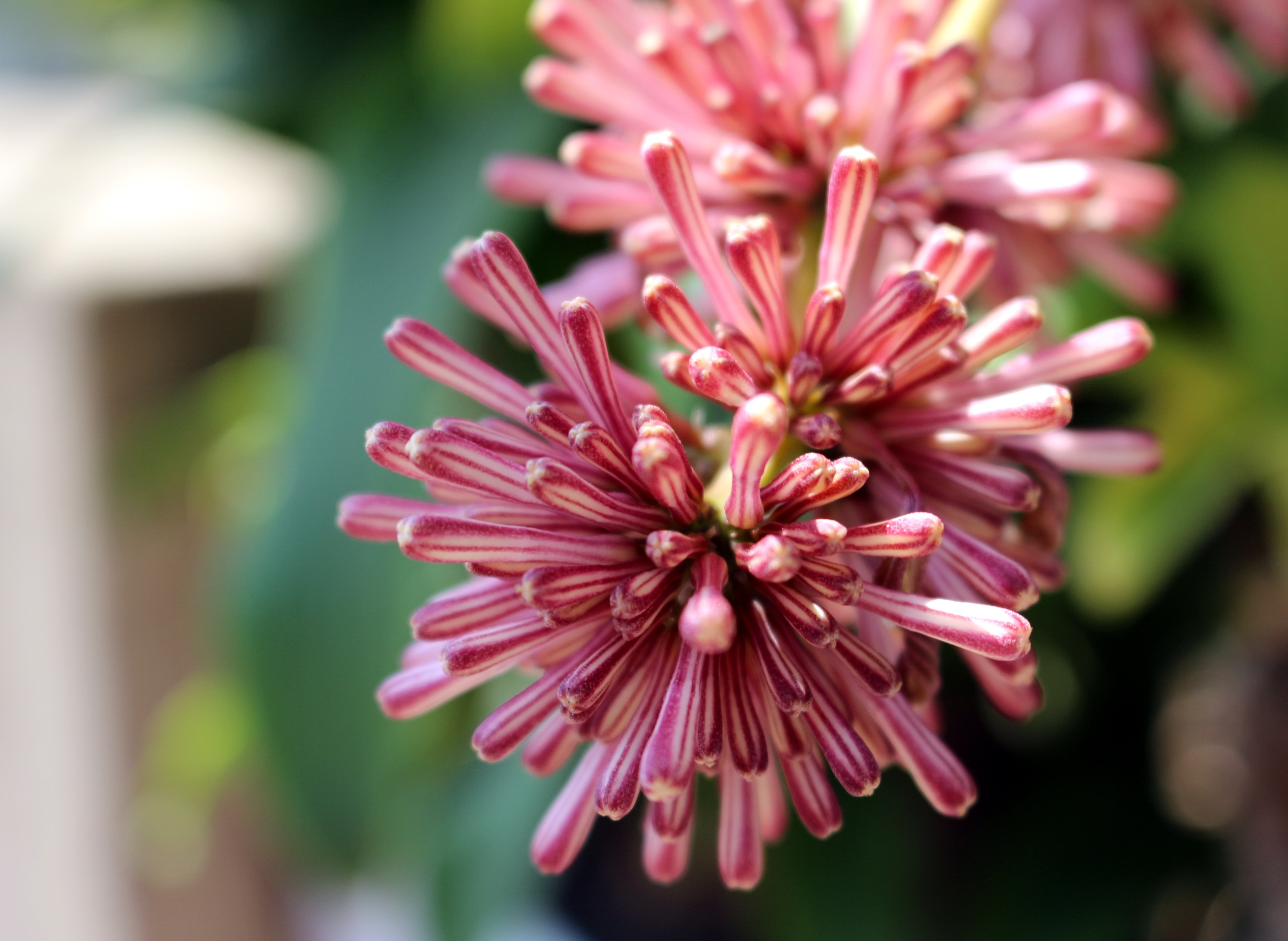 The Ascendancy Flowers Pretty free image download