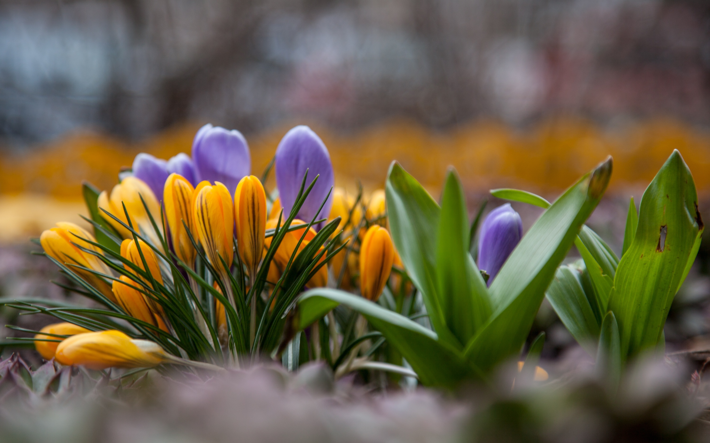 Flowers Crocuses Spring free image download