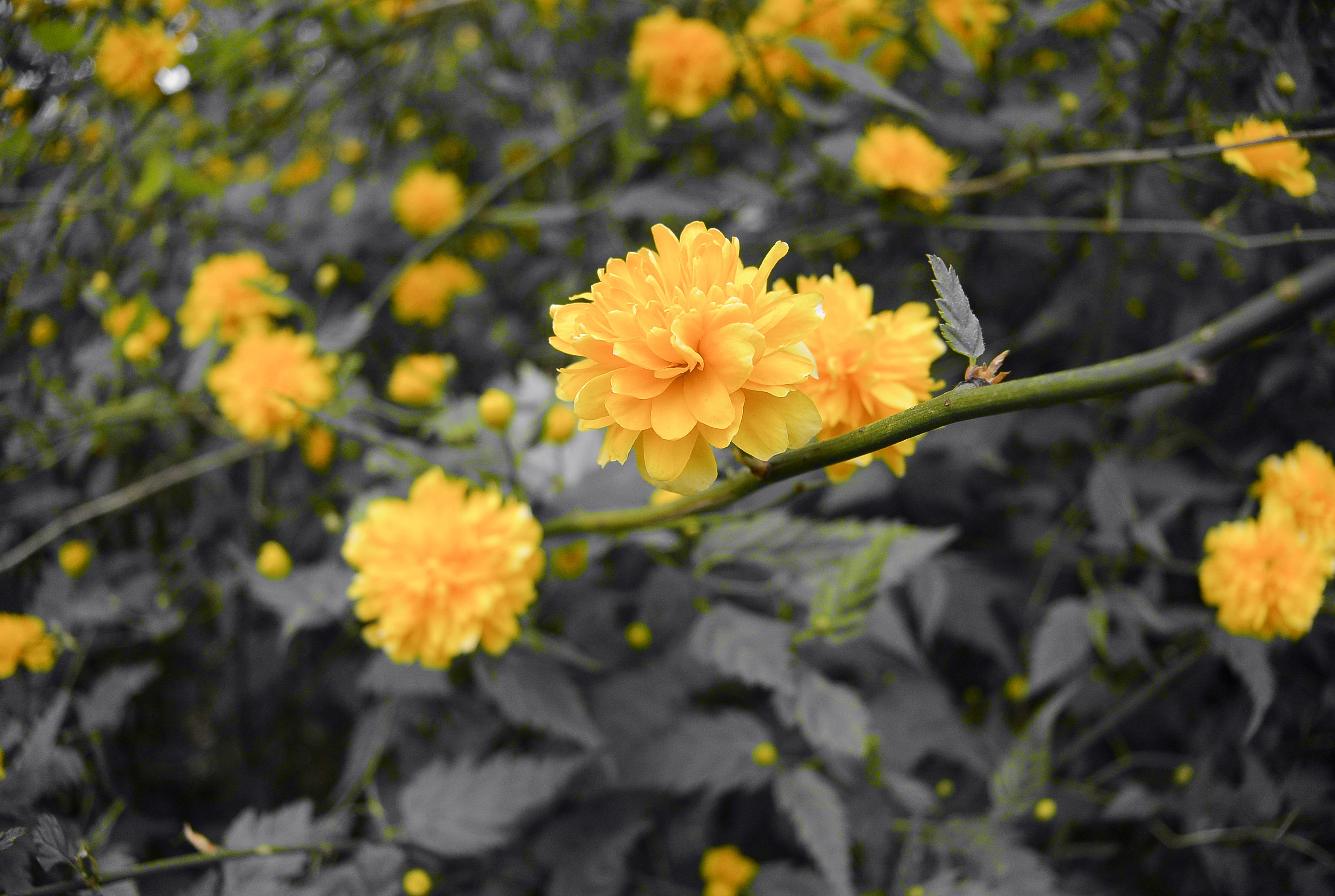 Yellow Flowers Flora at Nature free image download