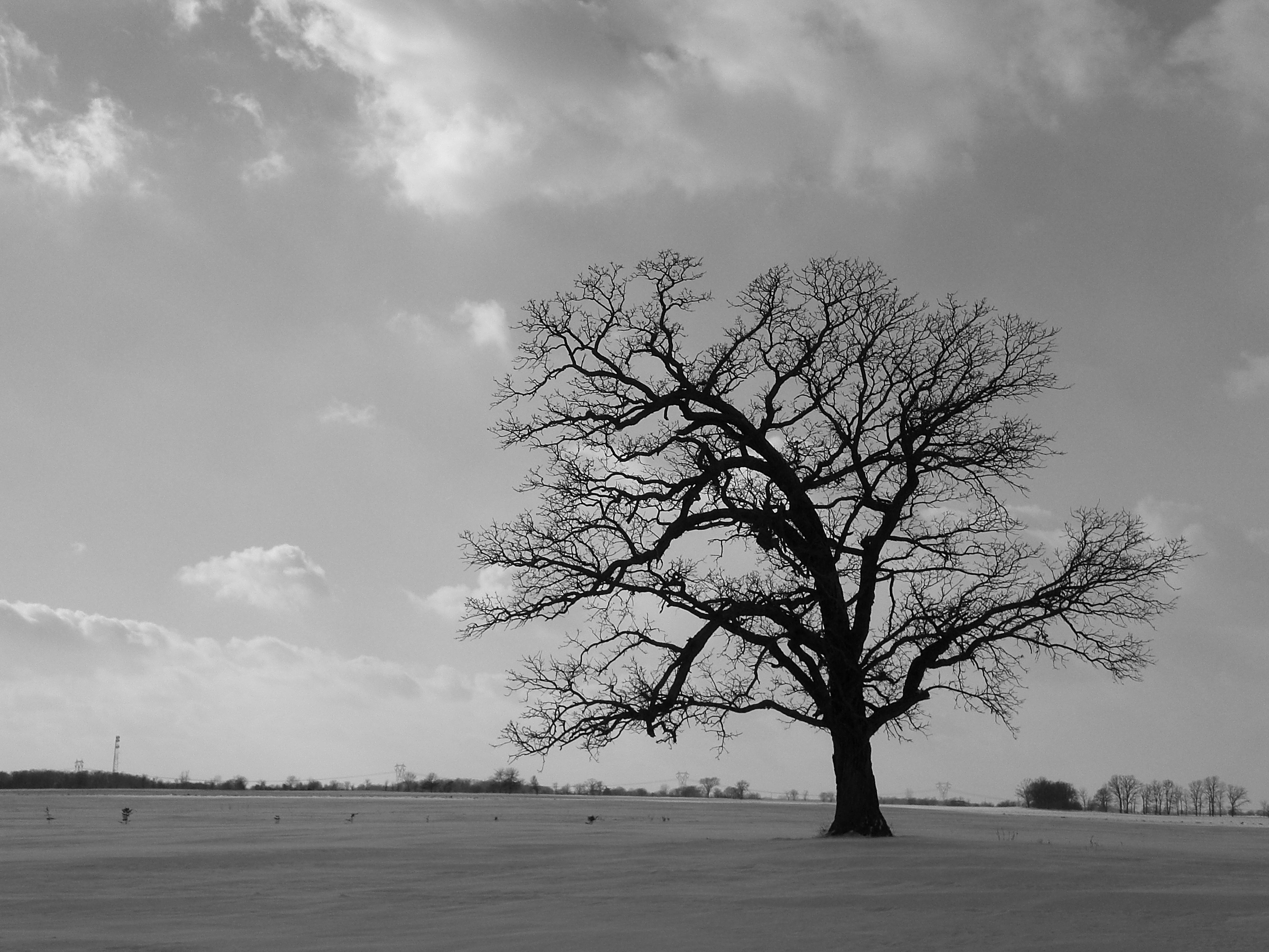 Tree Field Black free image download