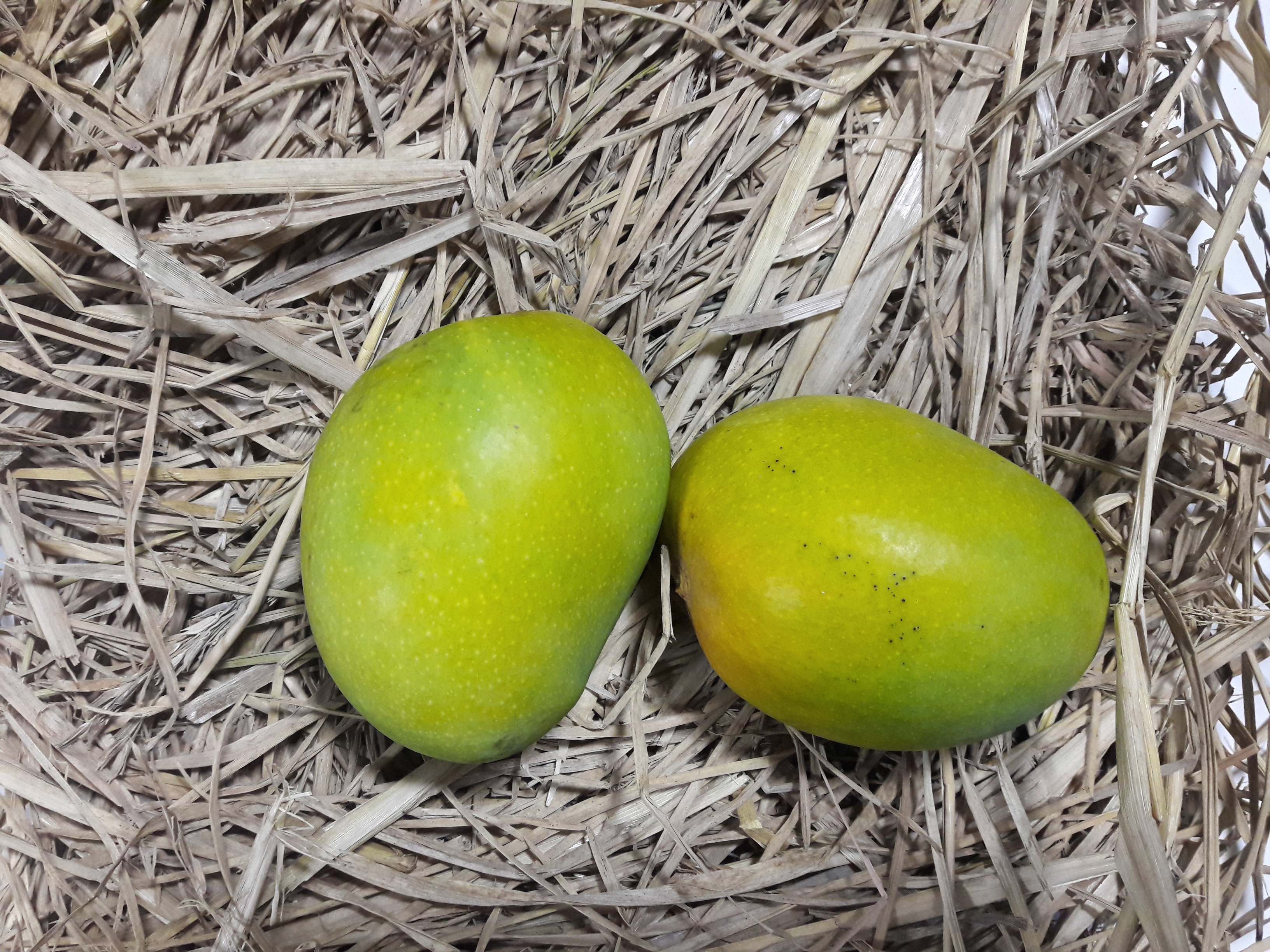 Alphonso Alfonso Mangoes free image download