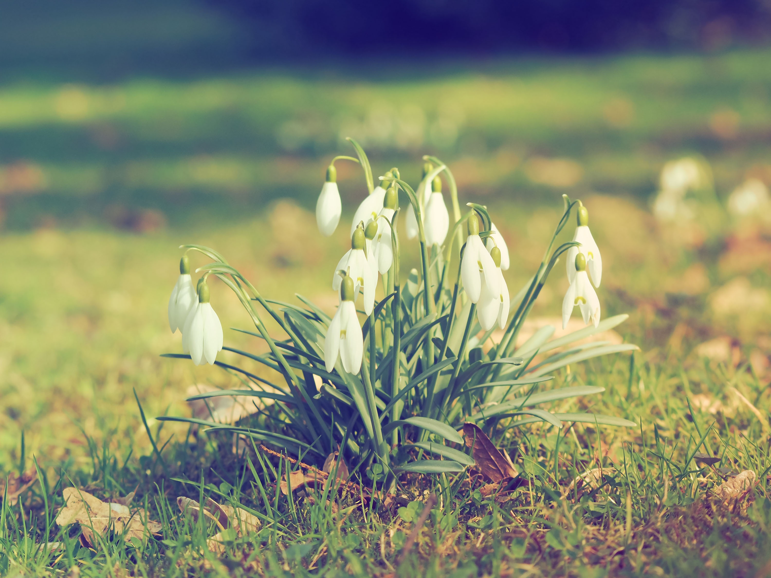 Flowers Perce-Neige Spring free image download