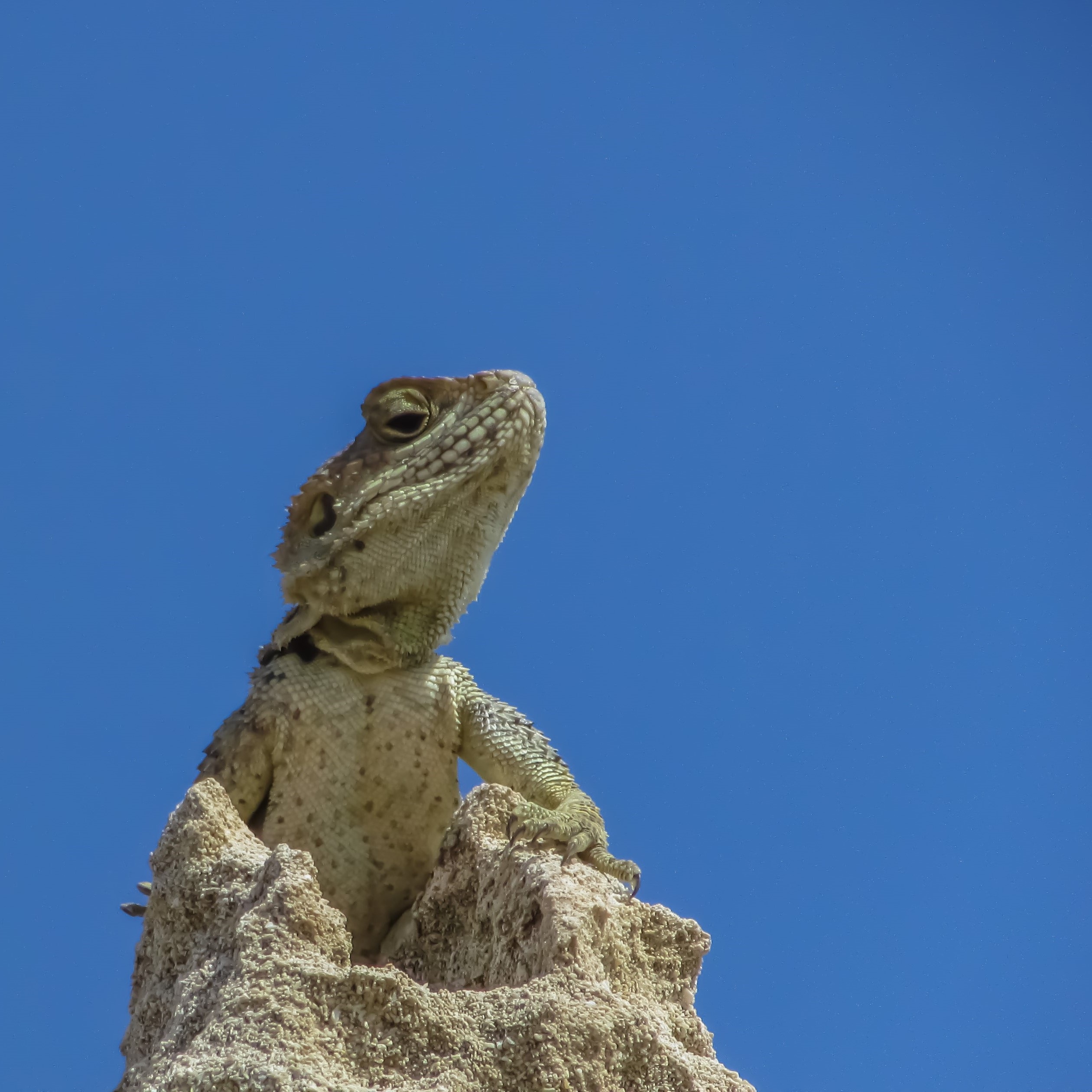Beautiful and colorful lizard on the rock, under the beautiful blue sky ...