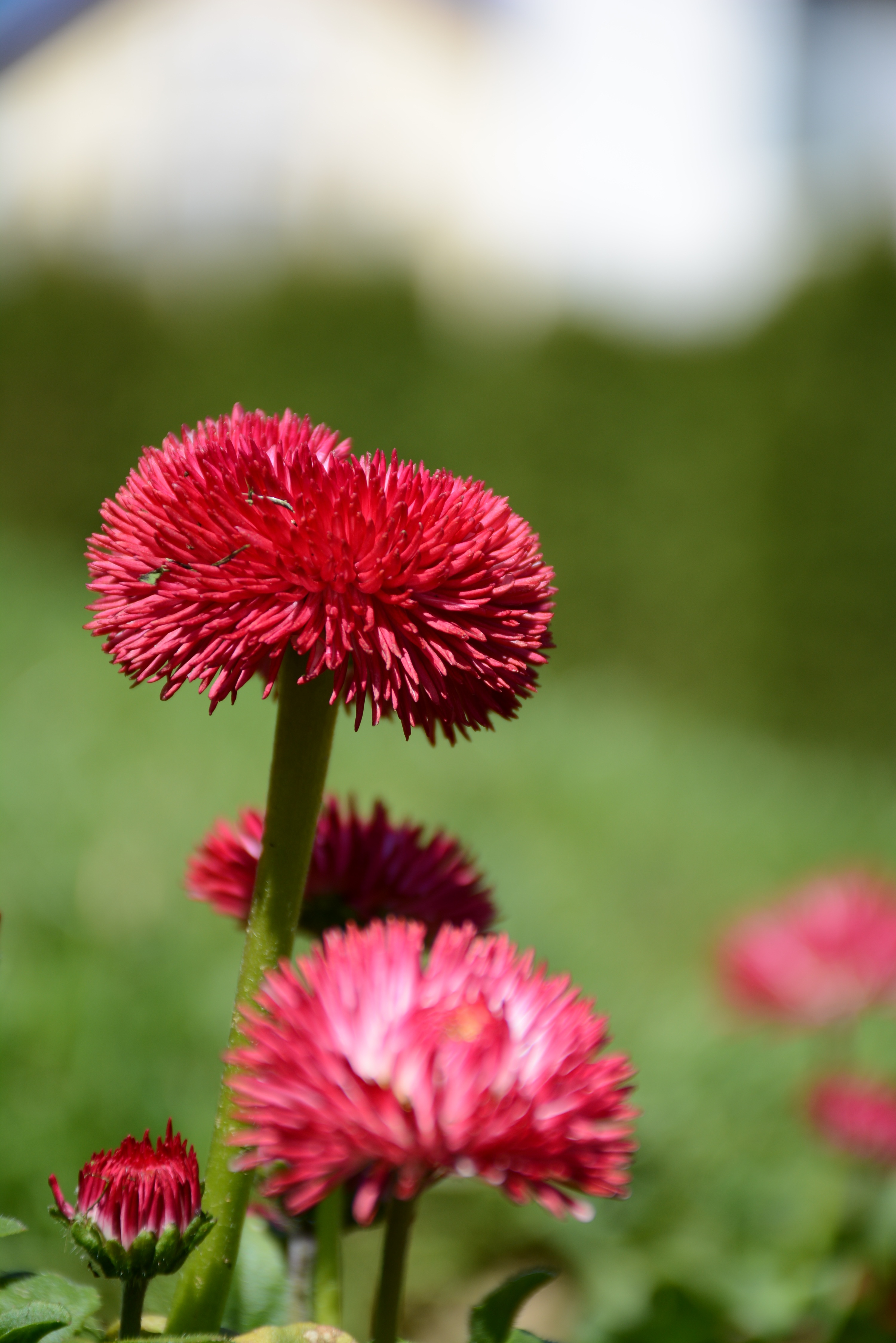 Flowers Red Flower Green free image download