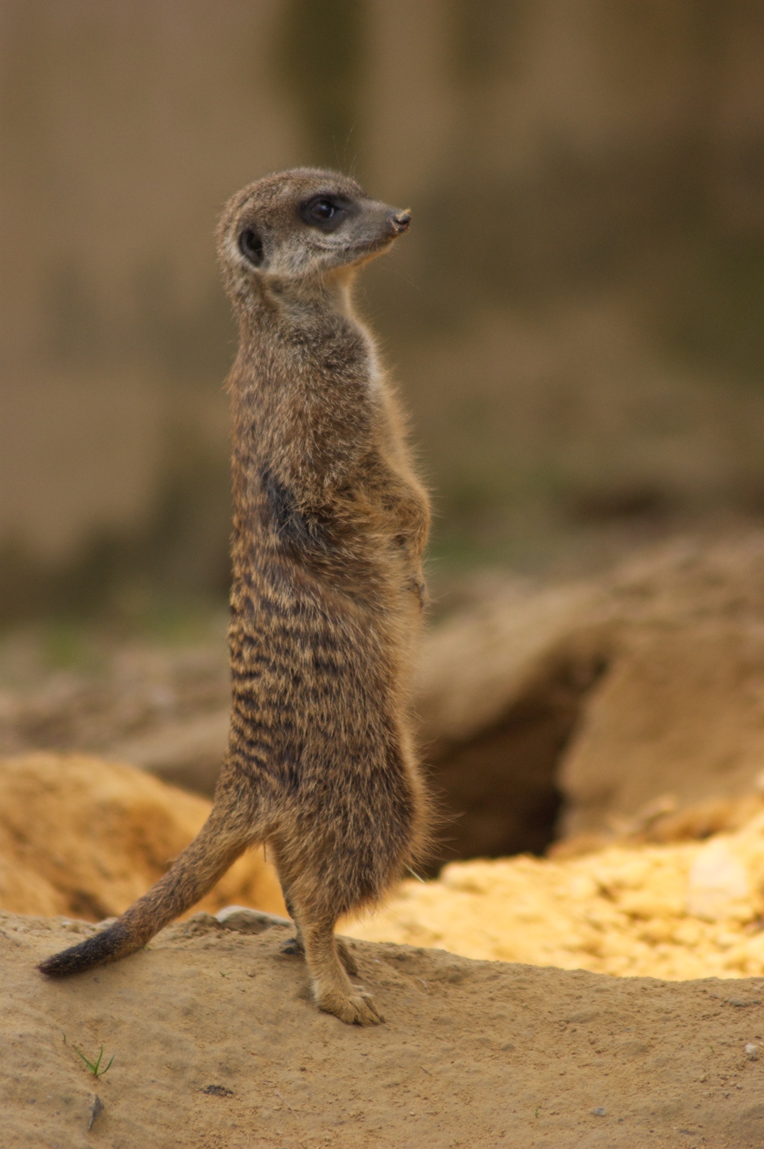 Meerkat Zoo Nature free image download