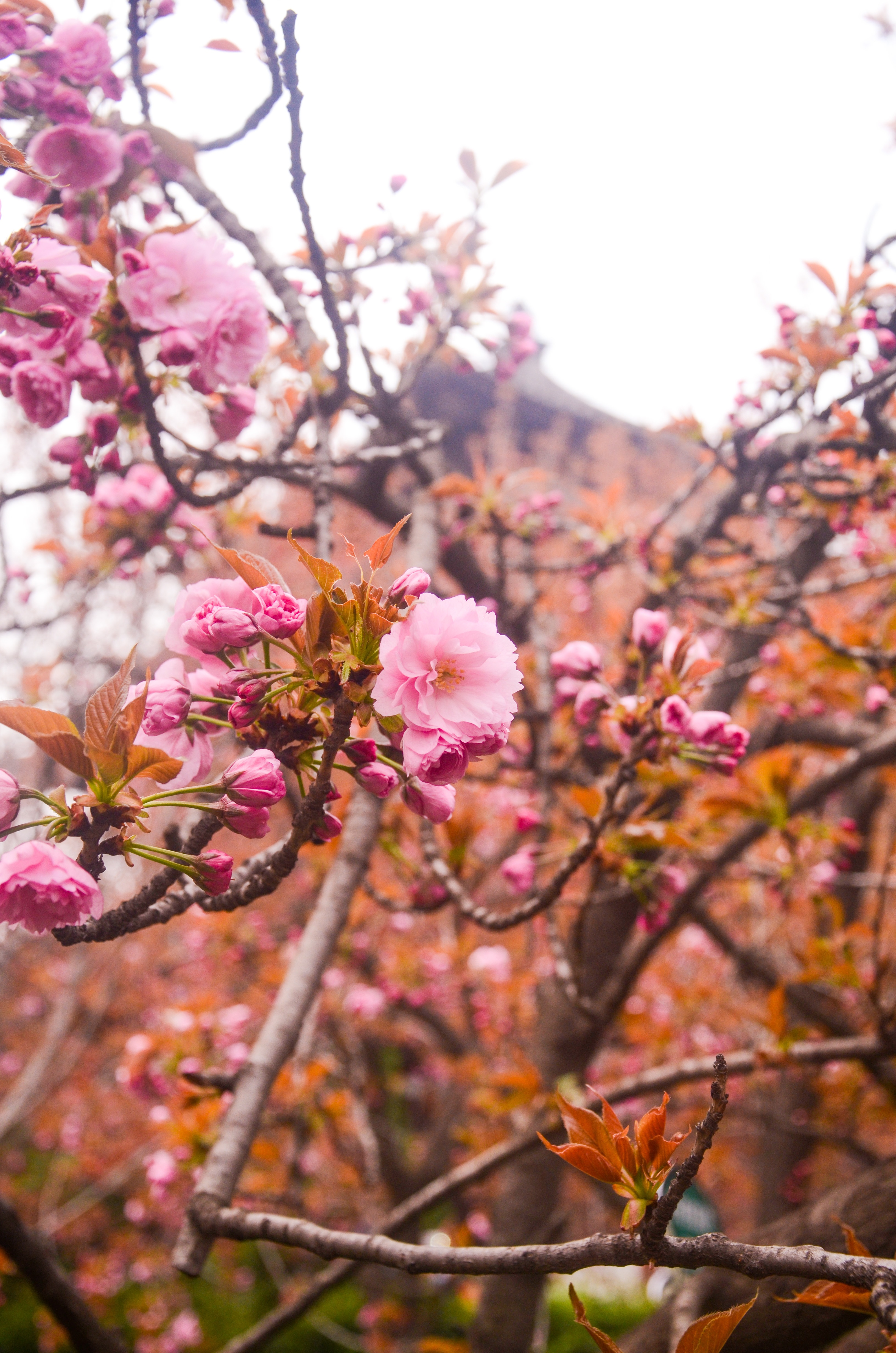 Qinglong Temple Cherry Blossom free image download