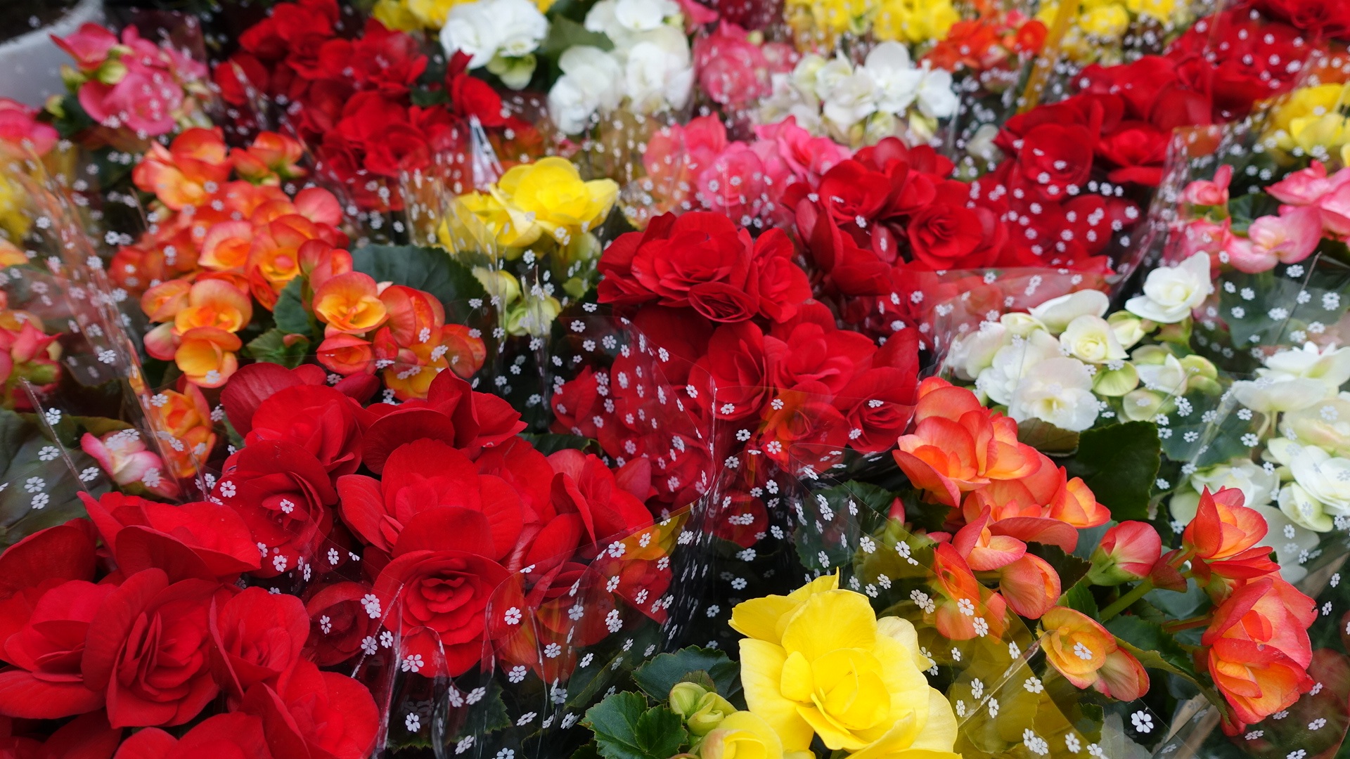 Flowers Rose Pink free image download