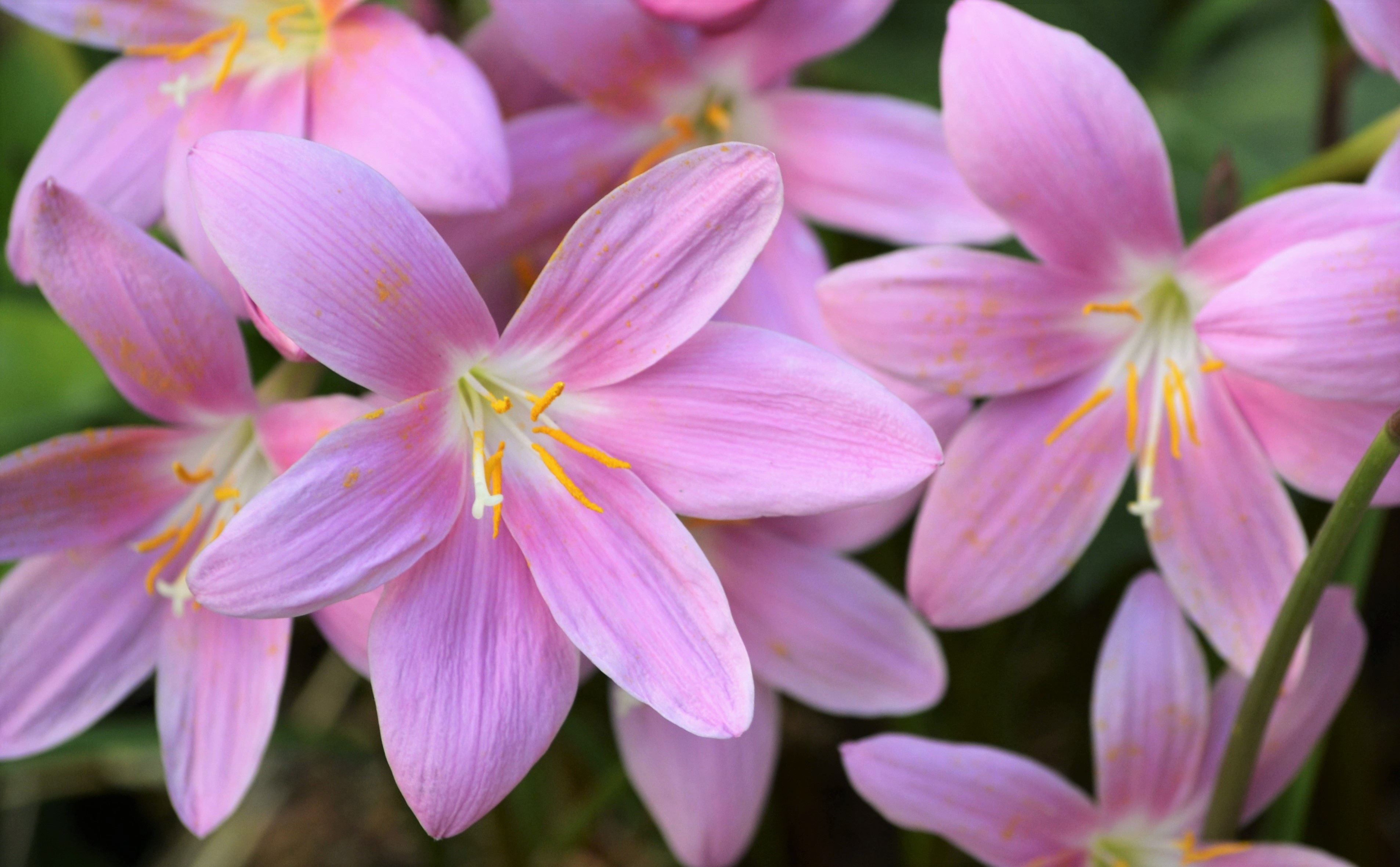 Crocus Garden Flowers Pink free image download
