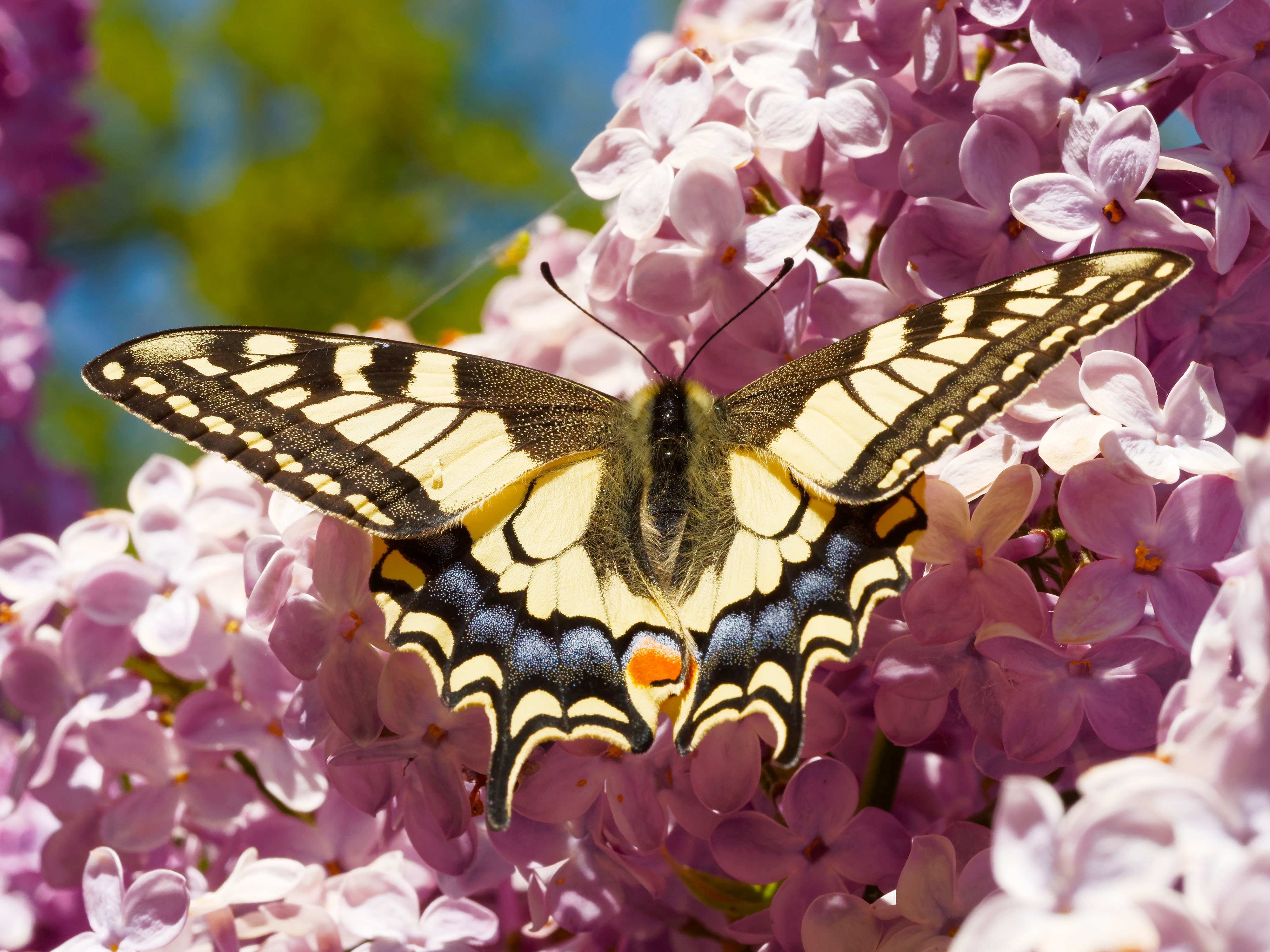 Swallowtail Giant free image download