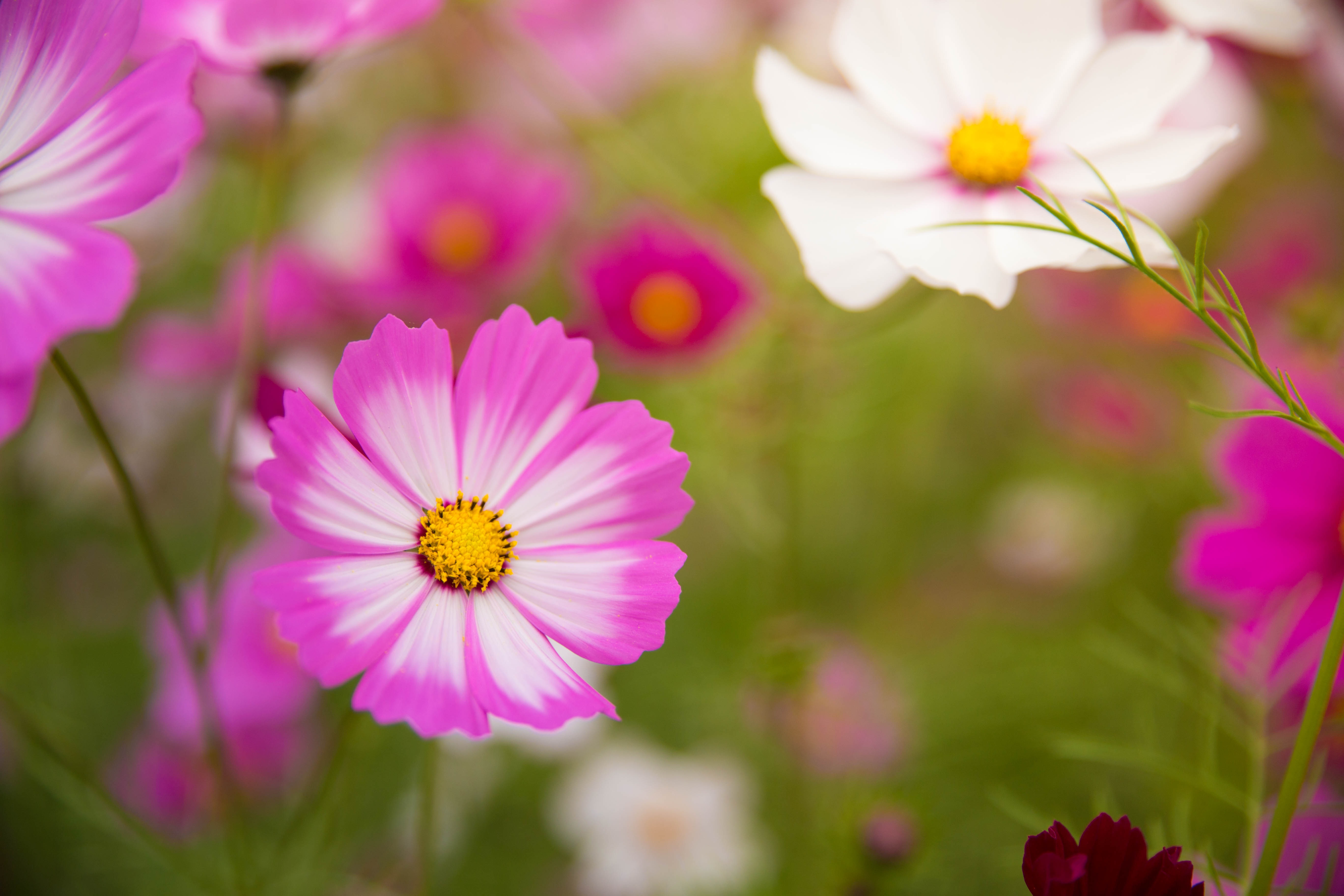 Flower Bloom Landscape South free image download