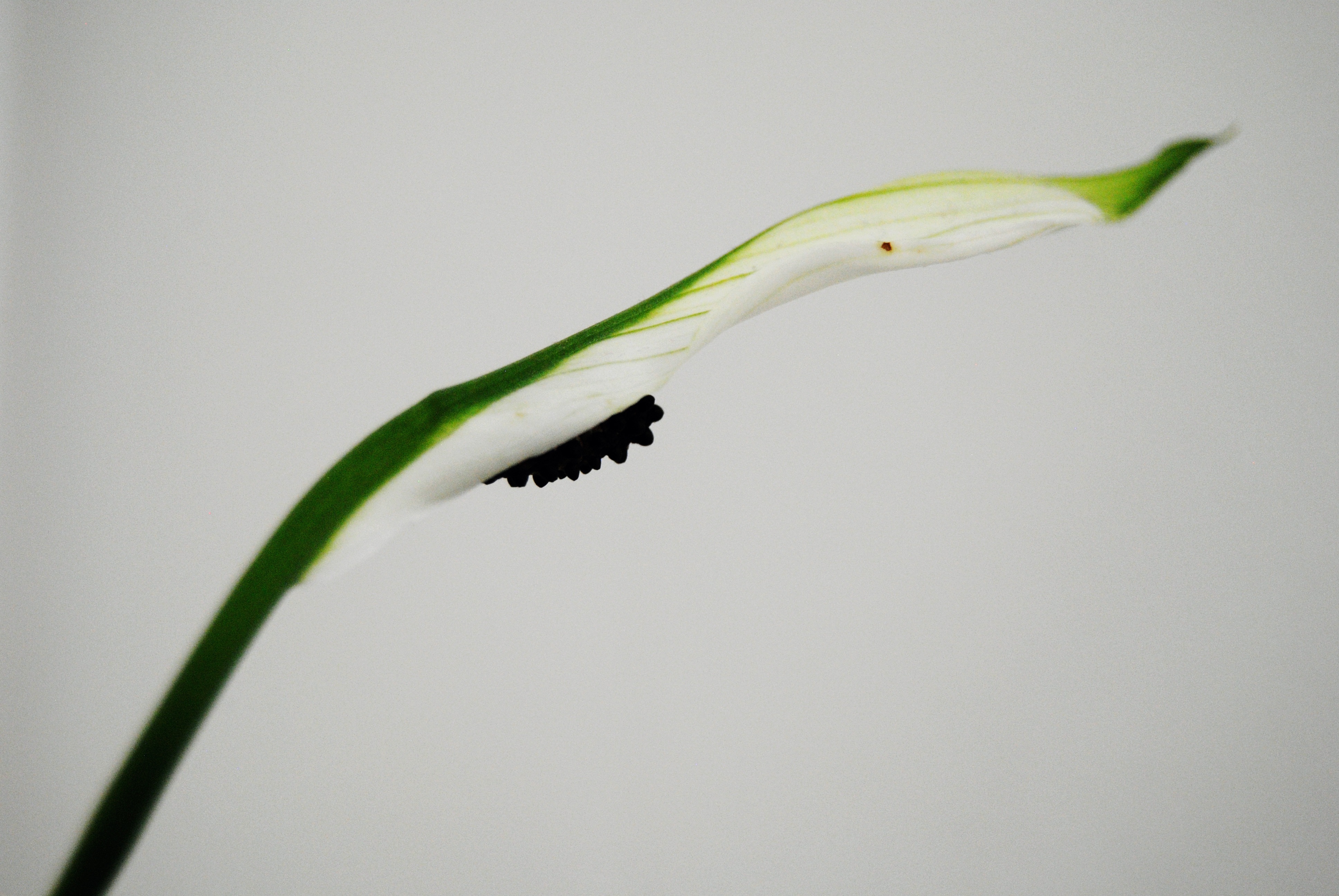 Macro view of botanical plant free image download