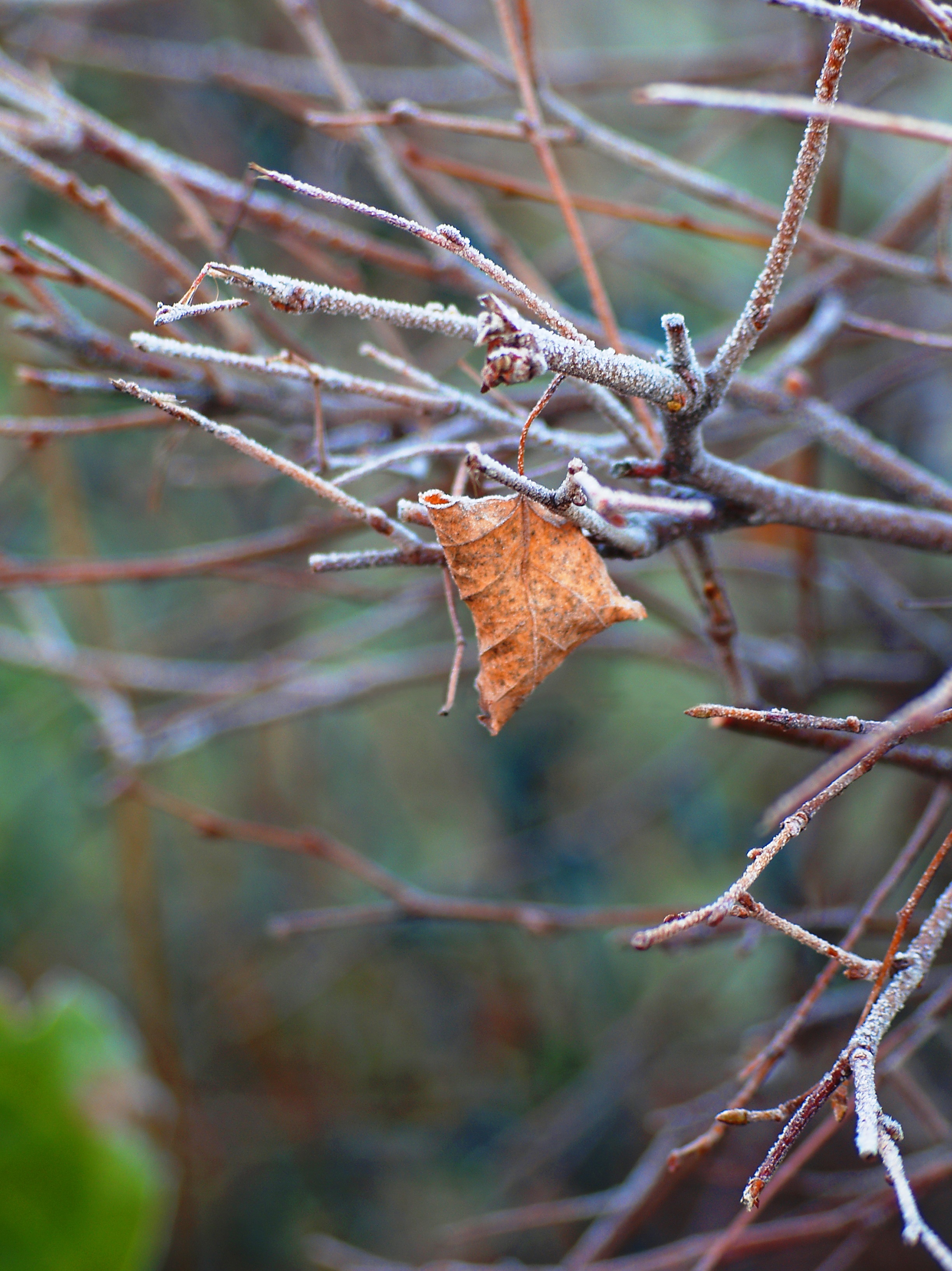 Autumn Winter Leaf free image download