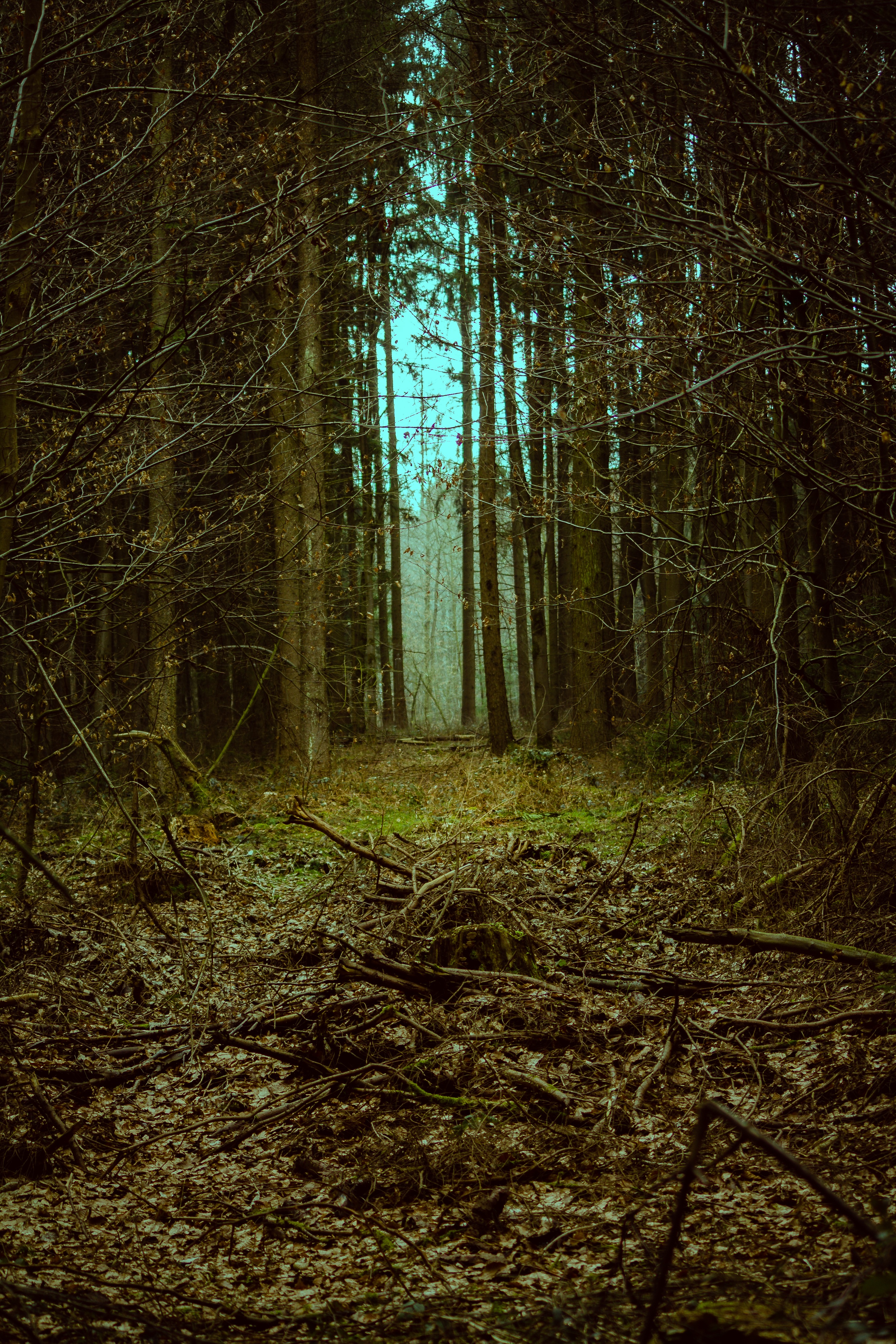 Forest Goal Landscape free image download