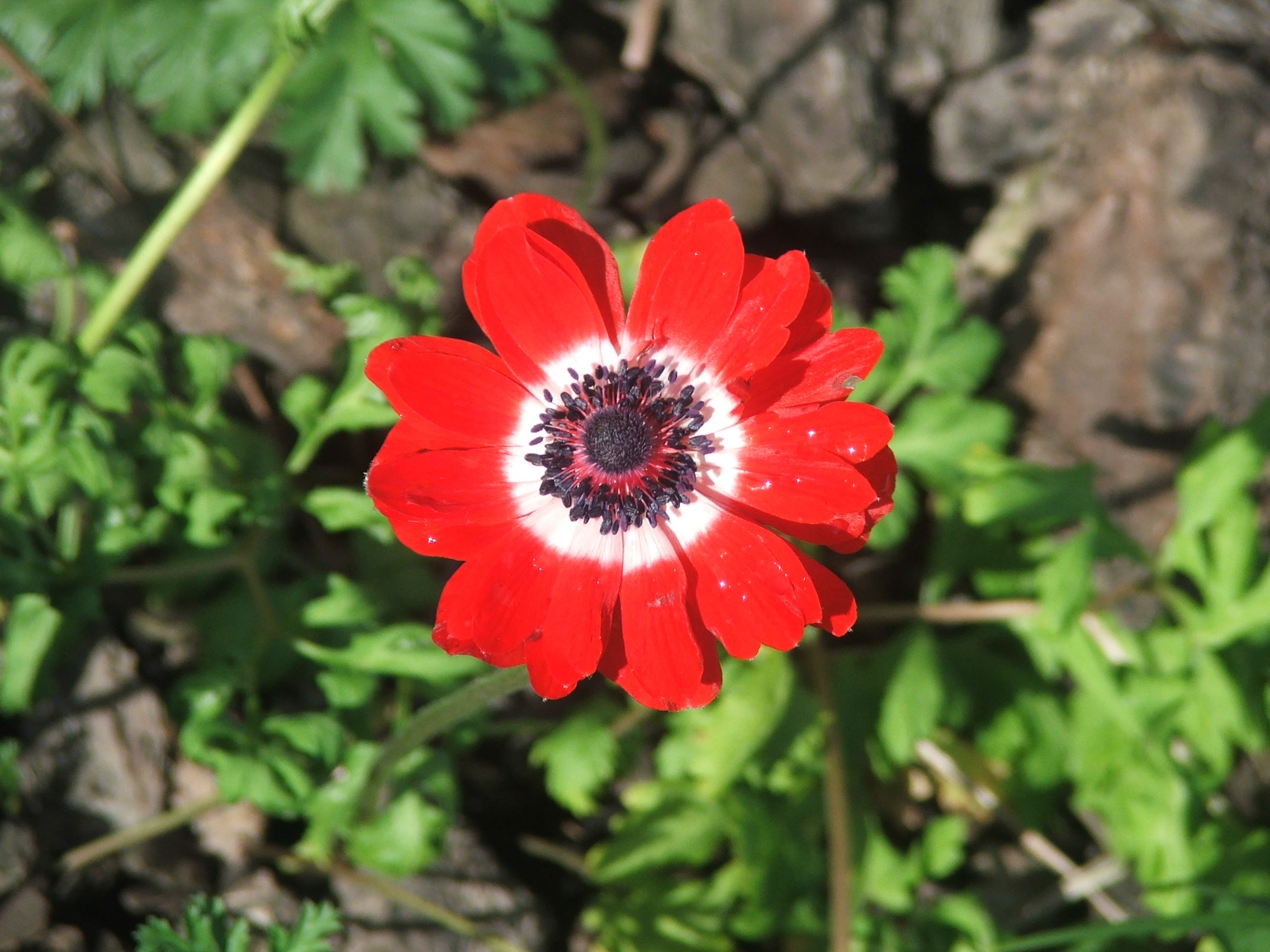 Anemone Bulb red petals in garden free image download